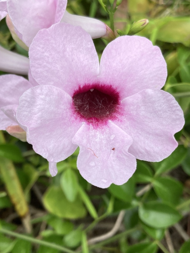 Bower Plant from Burraneer Rd, Coomba Park, NSW, AU on November 20 ...