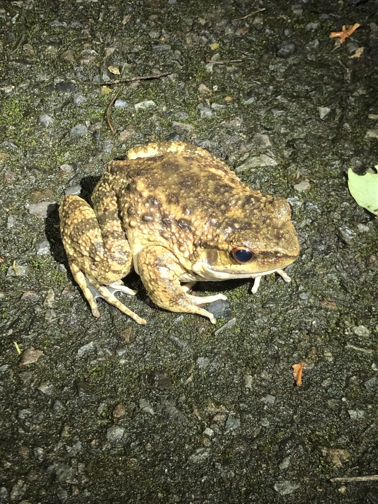 Otton frog in June 2022 by midori_yaroo · iNaturalist