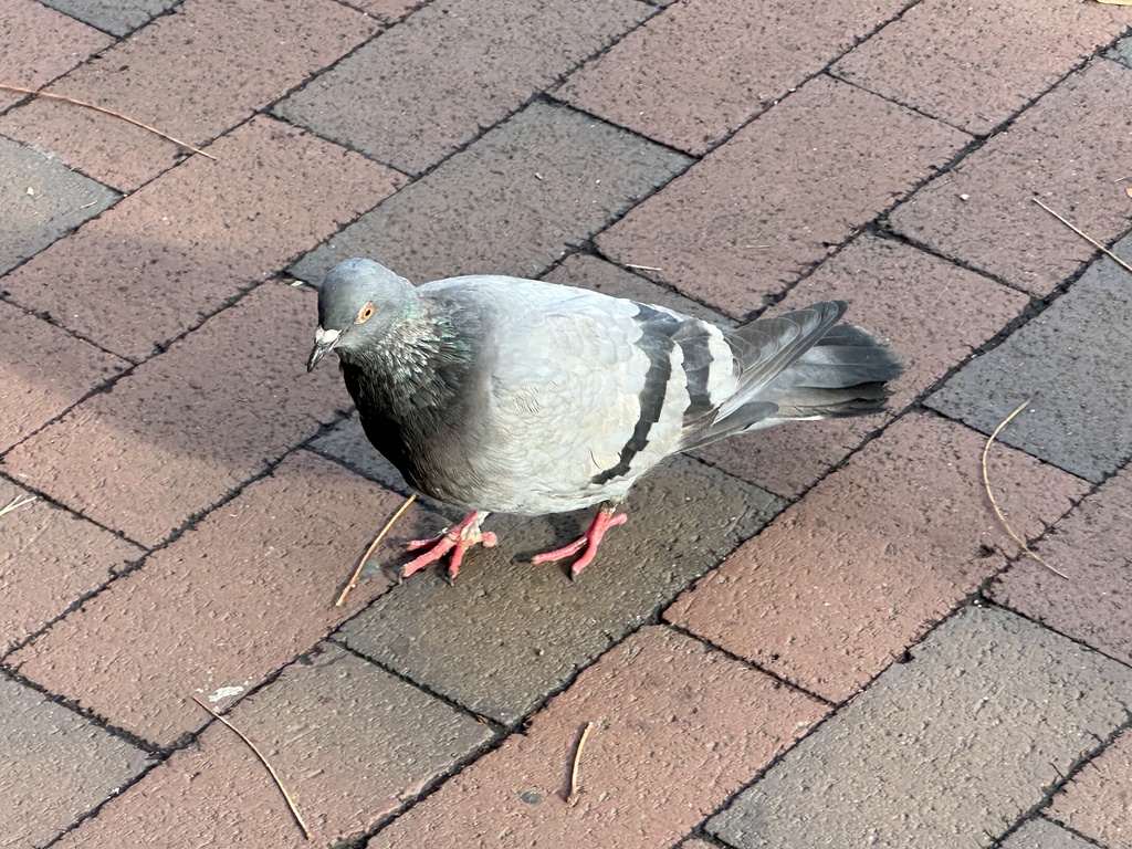 Feral Pigeon from Harvard University, Cambridge, MA, US on November 18 ...