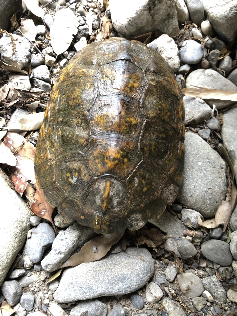 Japanese pond turtle in May 2022 by midori_yaroo · iNaturalist
