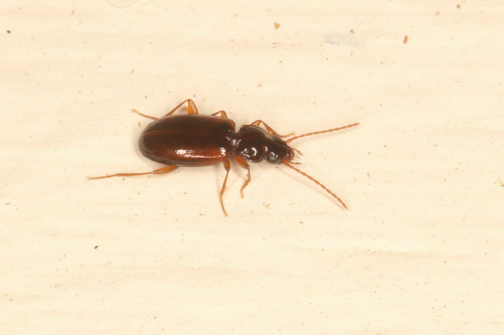 Trechus quadristriatus from 17870 Breuil-Magné, France on November 17 ...