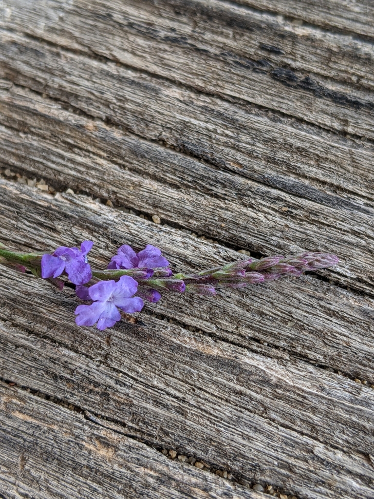 vervains from Elsmore NSW 2360, Australia on November 7, 2023 at 02:31 ...