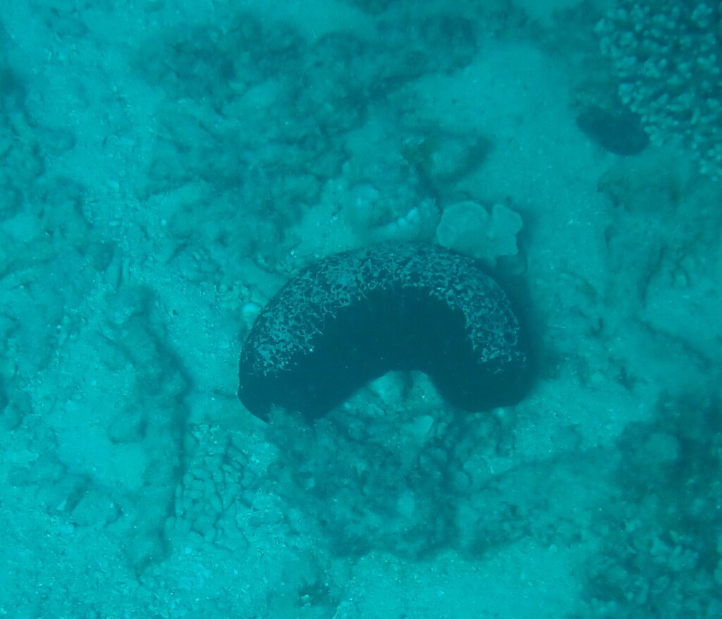 Holothuriidae from Mackay Reef, Australia on October 24, 2023 at 04:20 ...