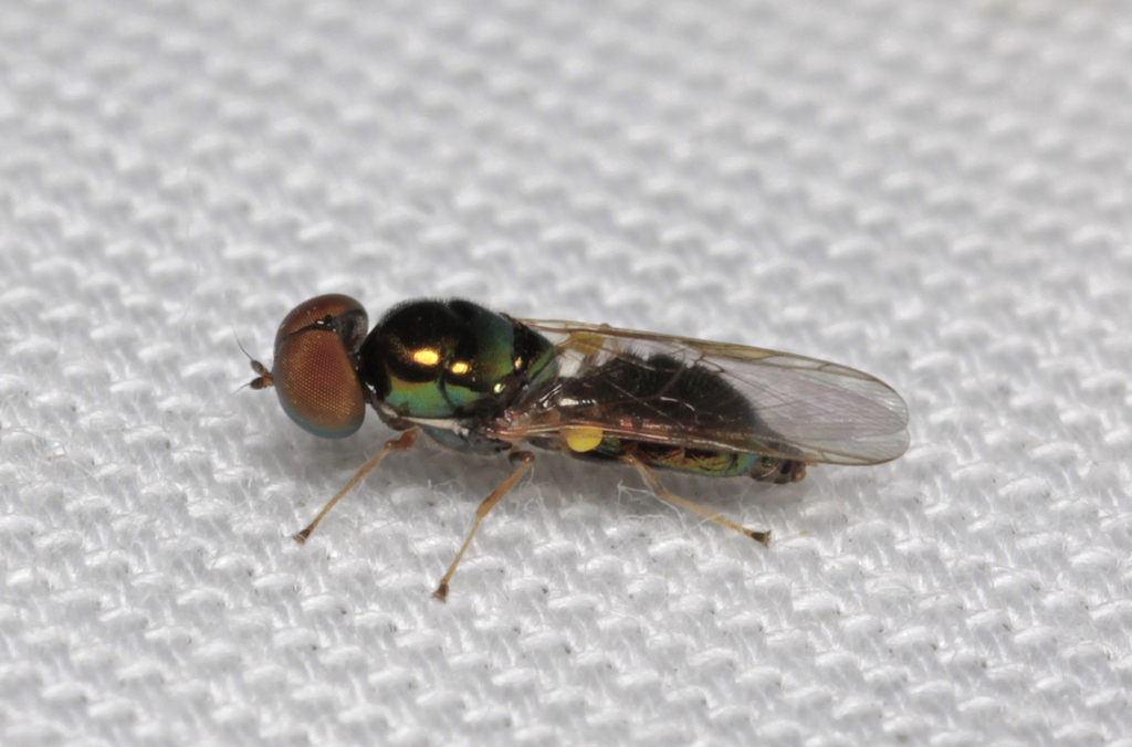 Green Gem Fly from N Eggelstad, Sverige on June 18, 2023 at 03:24 AM by ...