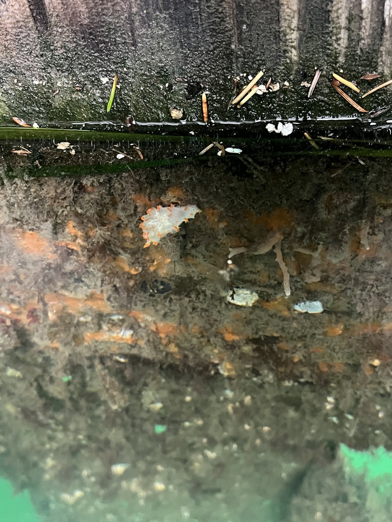 Modest Clown Dorid from Yaquina River, Newport, OR, US on November 18 ...