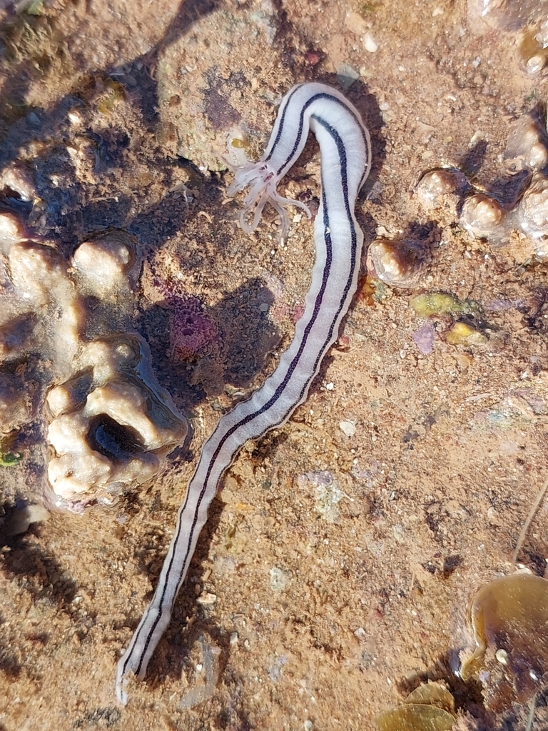 Synaptidae from Port Hedland, WA, Australia on November 18, 2023 at 07: ...