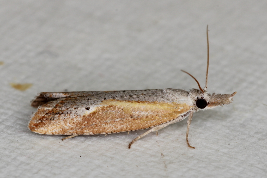 Banksia Boring Moth from Sydney NSW, Australia on November 13, 2023 at ...