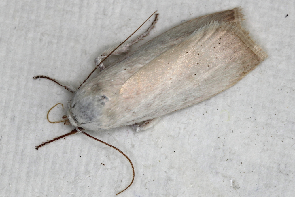 Cryptophasa spilonota from Sydney NSW, Australia on November 13, 2023 ...