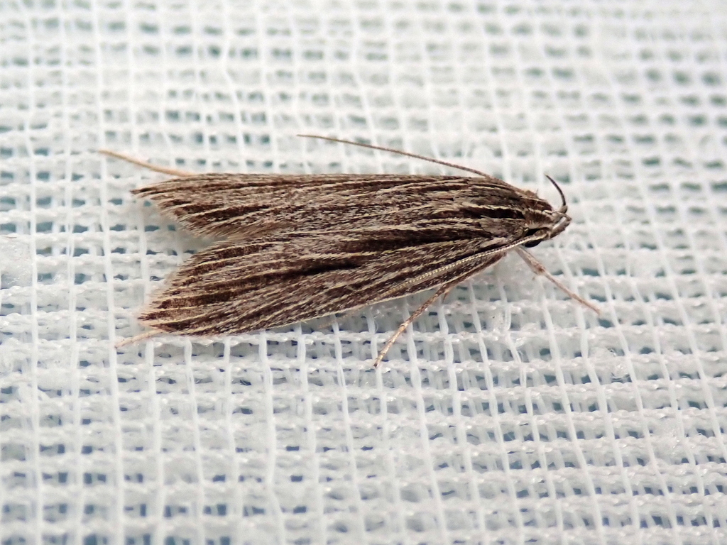 Leistarcha scitissimella from Sydney NSW, Australia on November 13 ...