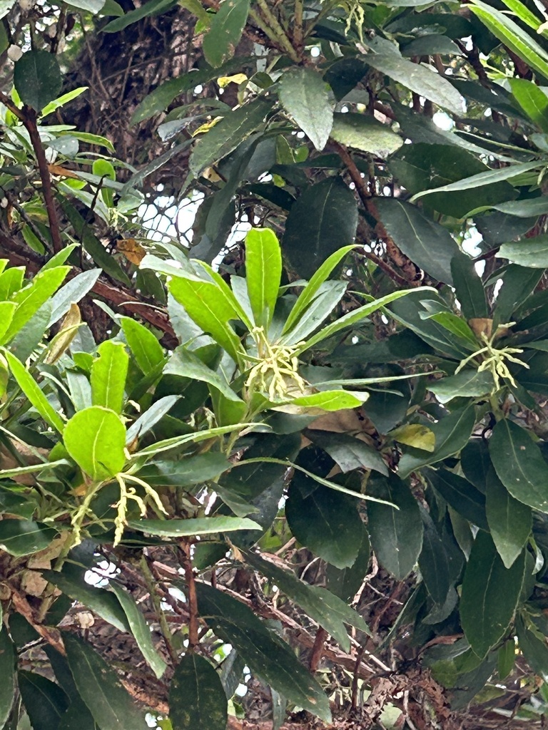 madrones from Annandale St, Annandale, NSW, AU on November 20, 2023 at ...