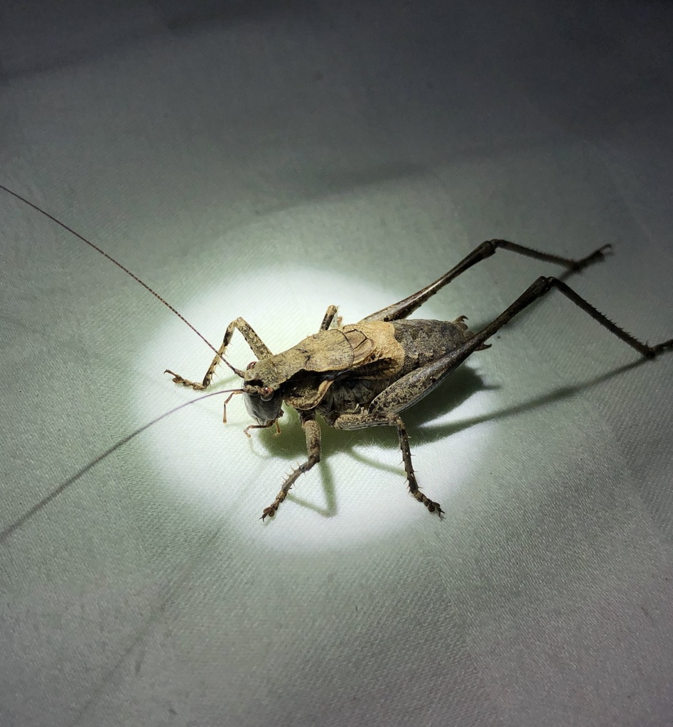 Atlanticus sinensis from 长安区, 西安市, 陕西省, CN on August 24, 2023 at 04:18 ...