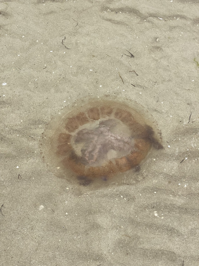 Haeckel's Jelly from Capel Sound, Rye, VIC, AU on November 17, 2023 at ...