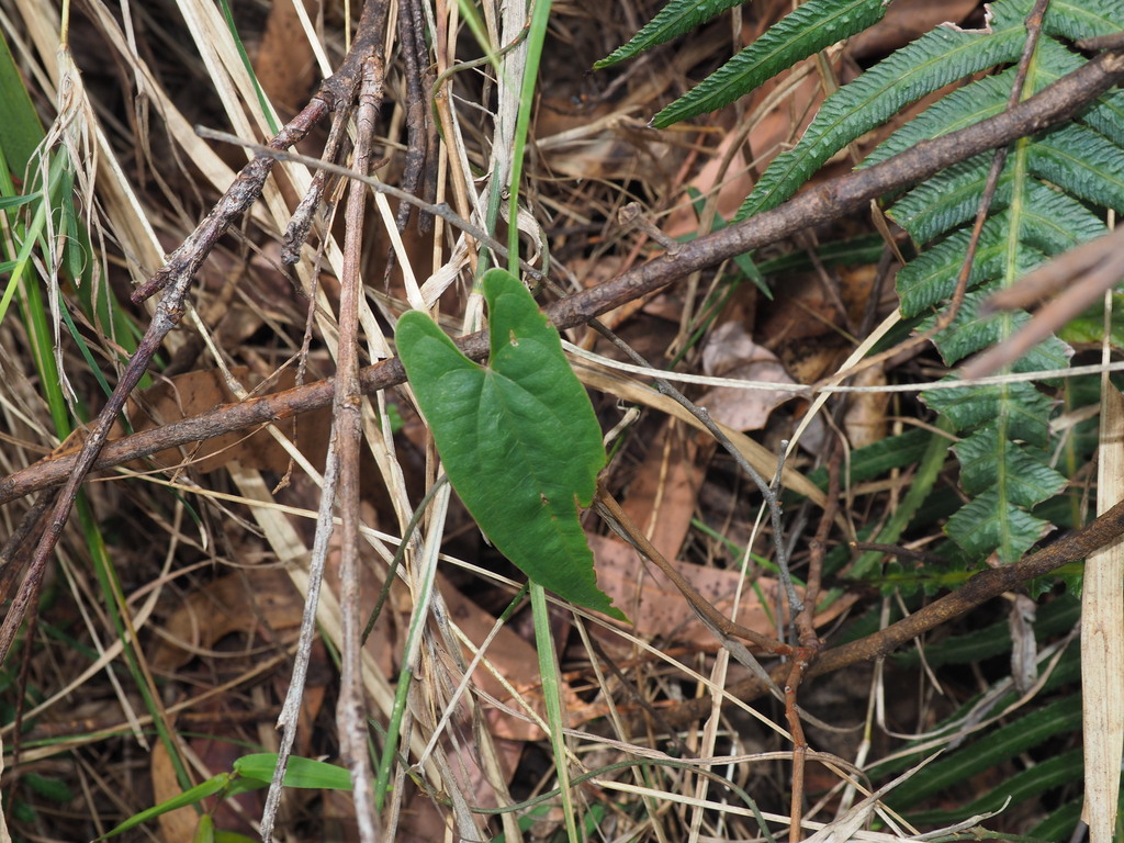 Common Yam Vine from Valla NSW 2448, Australia on November 18, 2023 at 01:02 PM by Nathanael ...