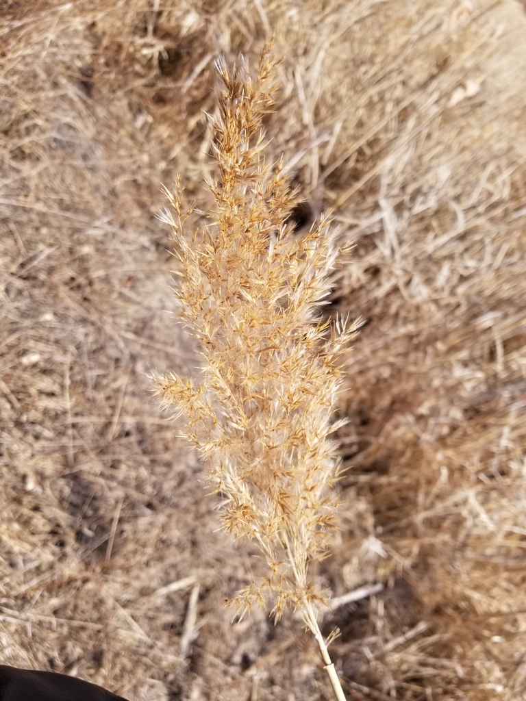 common reed from 12400 State Rte 9w, West Coxsackie, NY 12192, USA on ...