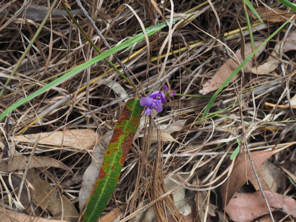 Happy wanderer from Valla NSW 2448, Australia on November 18, 2023 at 01:17 PM by Nathanael ...