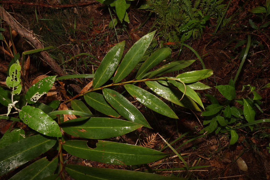 Native Ginger from Springbrook QLD 4213, Australia on November 20, 2023 ...