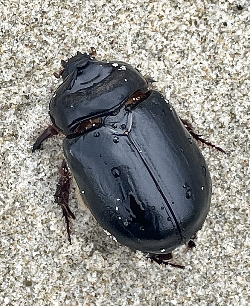 Large Sand Scarab from Mangawhai Government Purpose Wildlife Refuge ...