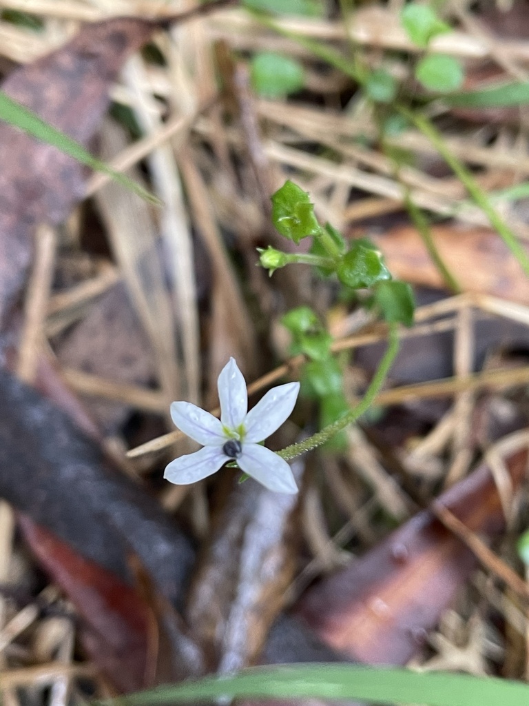 White Root from Styx River State Forest, Ebor, NSW, AU on November 18 ...