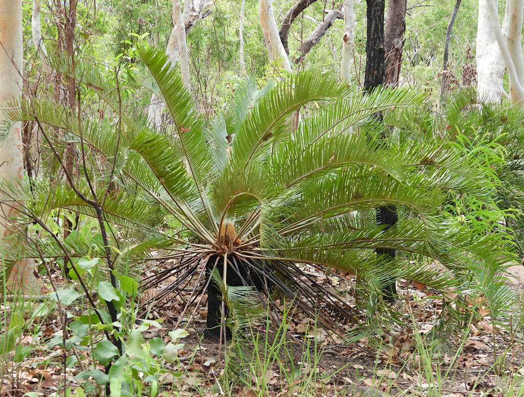 Cycas media in November 2023 by cirolana · iNaturalist