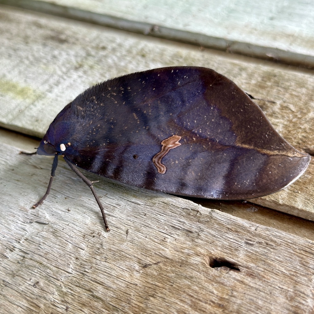 Imperial Fruit Sucking Moth in October 2023 by gee912 · iNaturalist