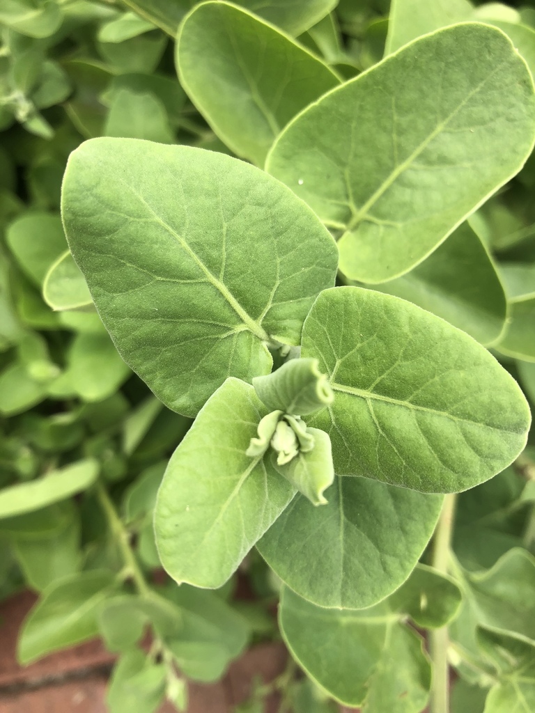 salt bush (Cryptocarpus pyriformis) - Botanical Realm