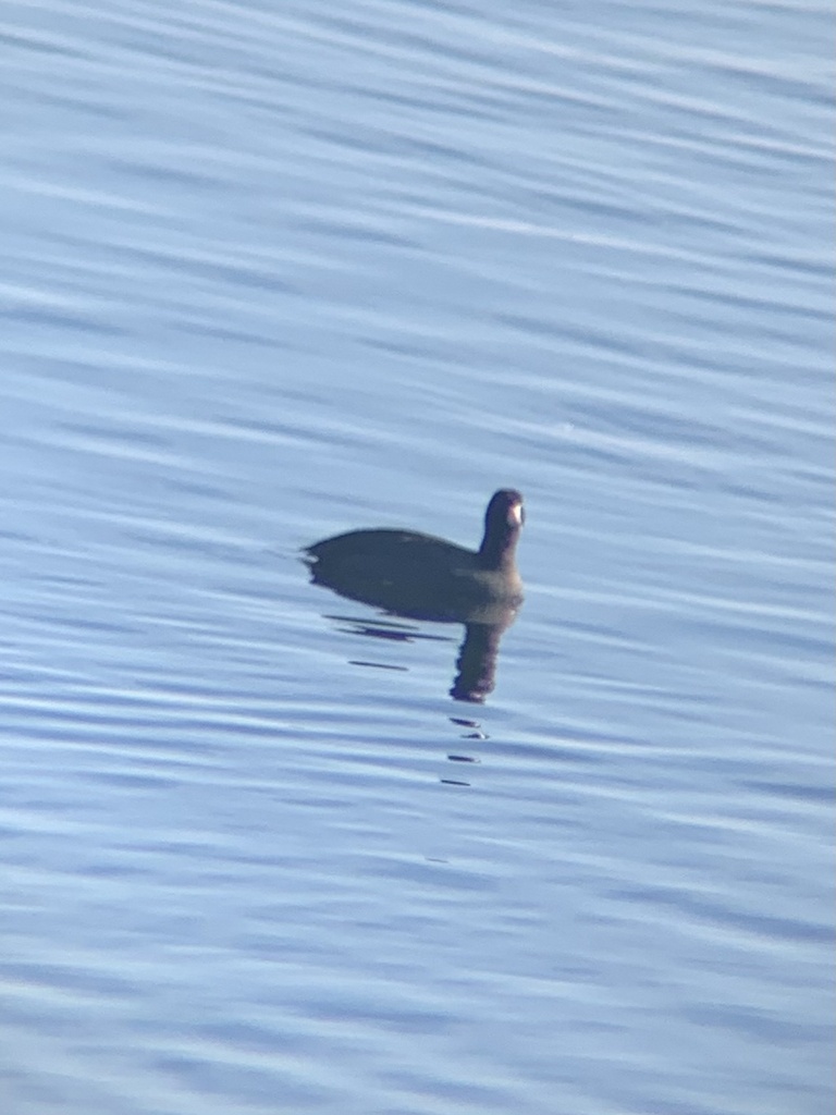 American Coot from Lake Bemidji, Bemidji, MN, US on November 13, 2023 ...