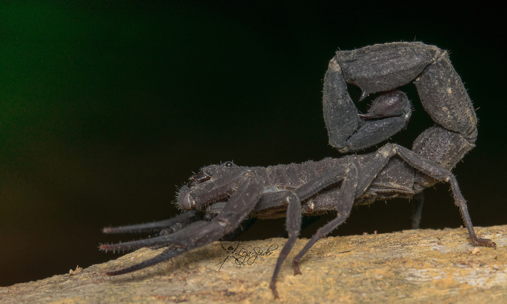 Tityus fuhrmanni from Girardota, Antioquia, Colombia on March 25, 2018 ...