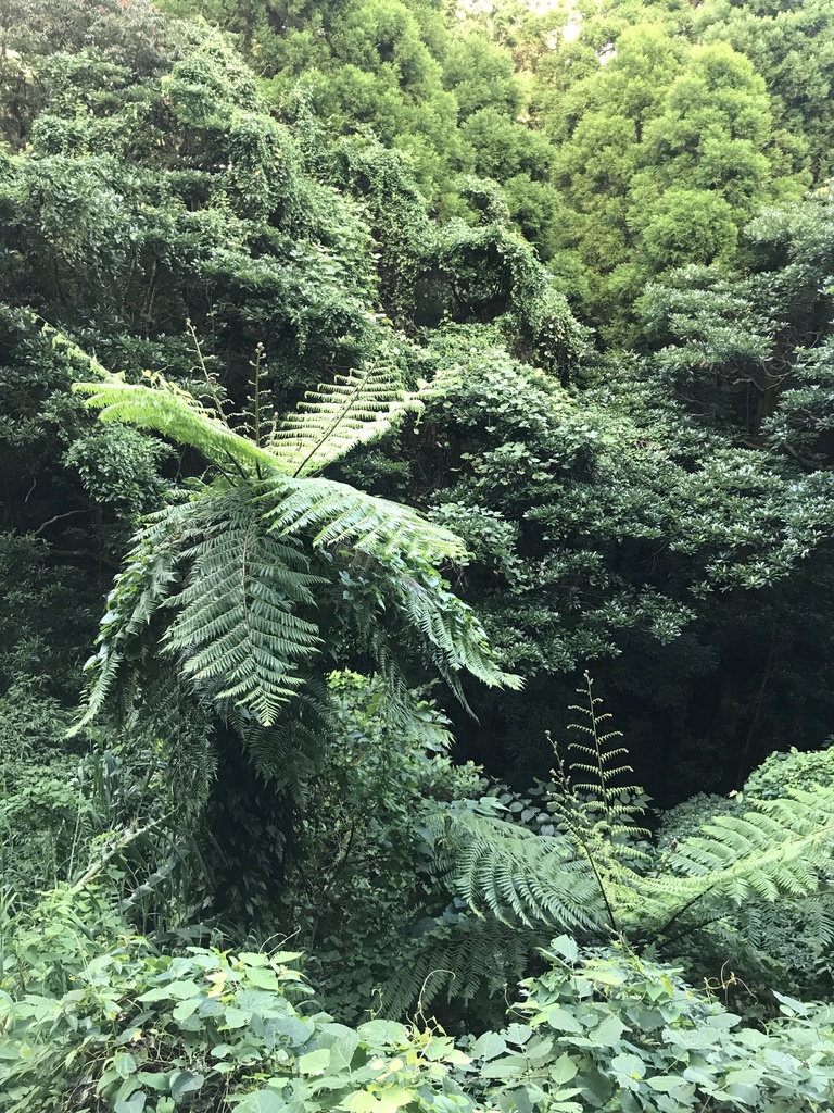 Spiny Tree Fern from Shimokoshikicho Nagahama, Satsumasendai, Kagoshima ...