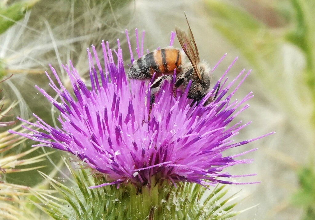 Western Honey Bee from Boort VIC 3537, Australia on November 20, 2023 ...