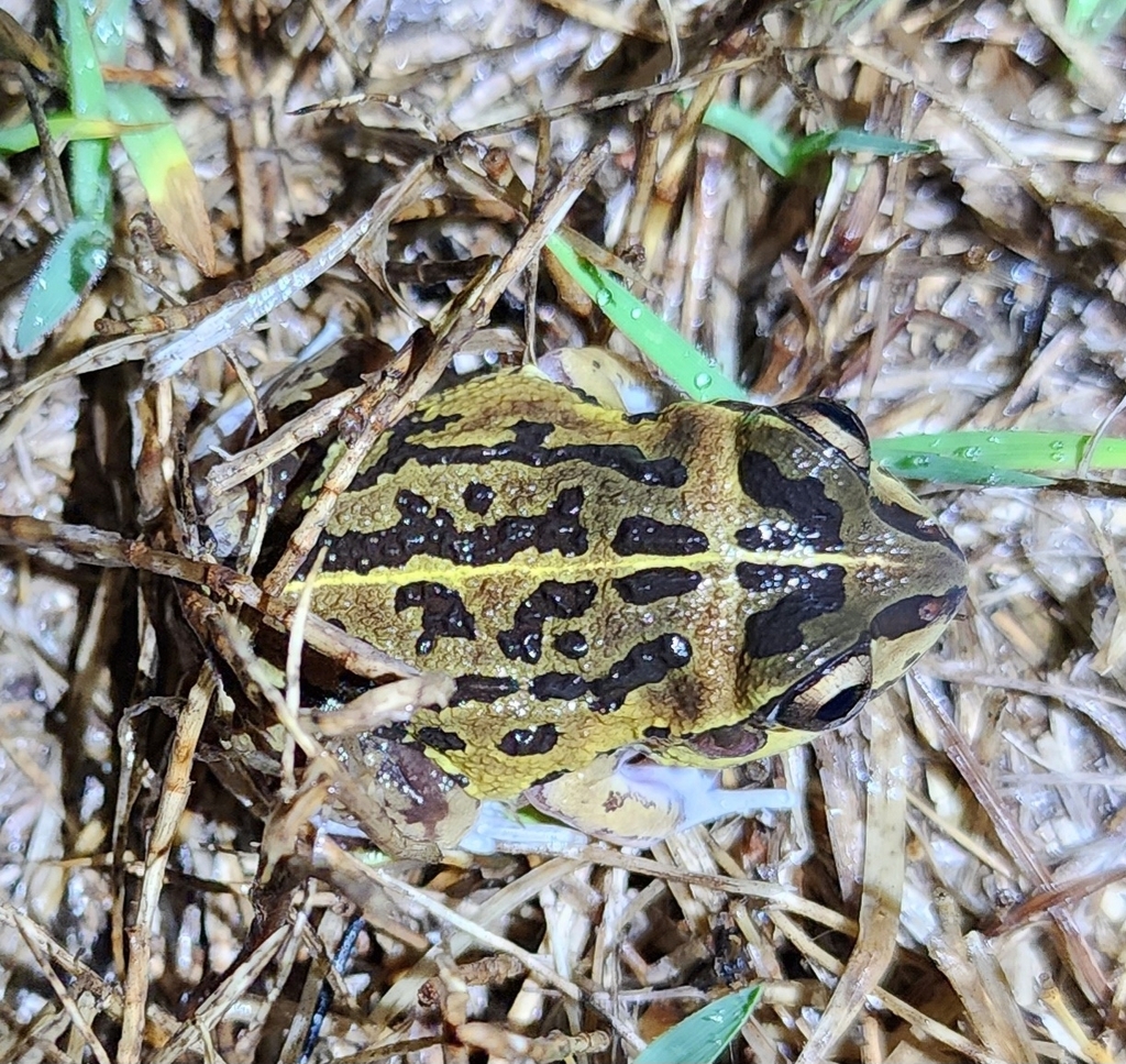 Short-footed Frog from Karrabin QLD 4306, Australia on November 20 ...