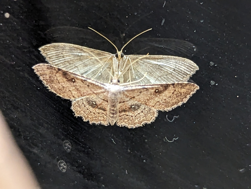 Dwarf Tawny Wave from San Diego, CA 92119, USA on November 20, 2023 at ...