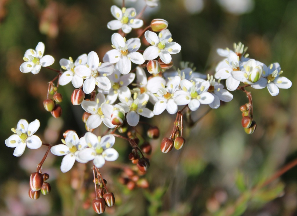 Gilded Spookasem from Namakwa District Municipality, South Africa on ...