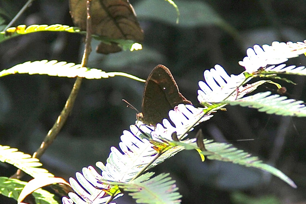 Red-disc Bushbrown from Zamin Singampatti on April 18, 2023 at 01:52 PM ...