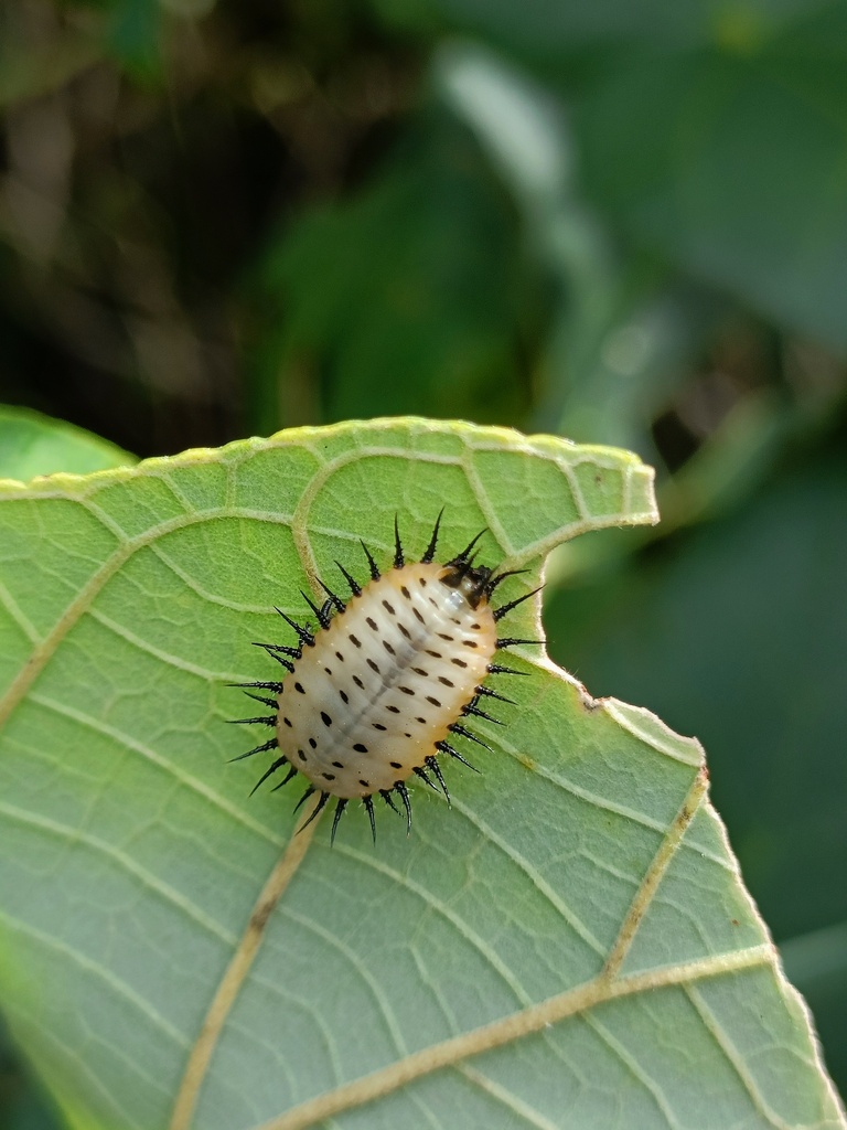 Asian Spotted Tortoise Beetle from 台灣新北市淡水區 on November 20, 2023 at 12: ...