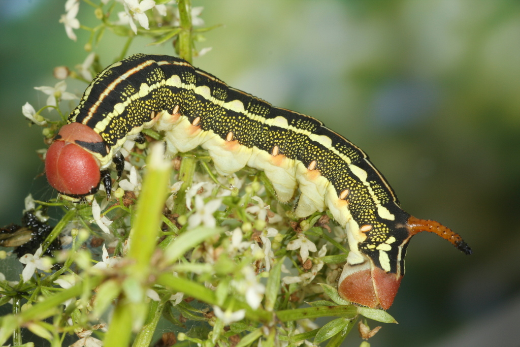 Striped Hawkmoth from 93437 Furth im Wald, Deutschland on July 5, 2009 ...