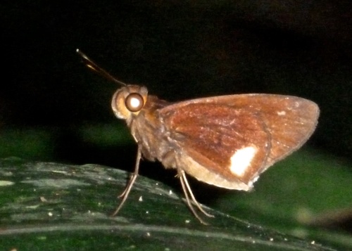 White-patched Ruby-eye (Cobalus fidicula)
