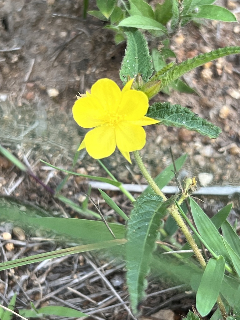 Bushveld Gusha from Manzini, Eswatini on November 18, 2023 at 05:43 PM ...
