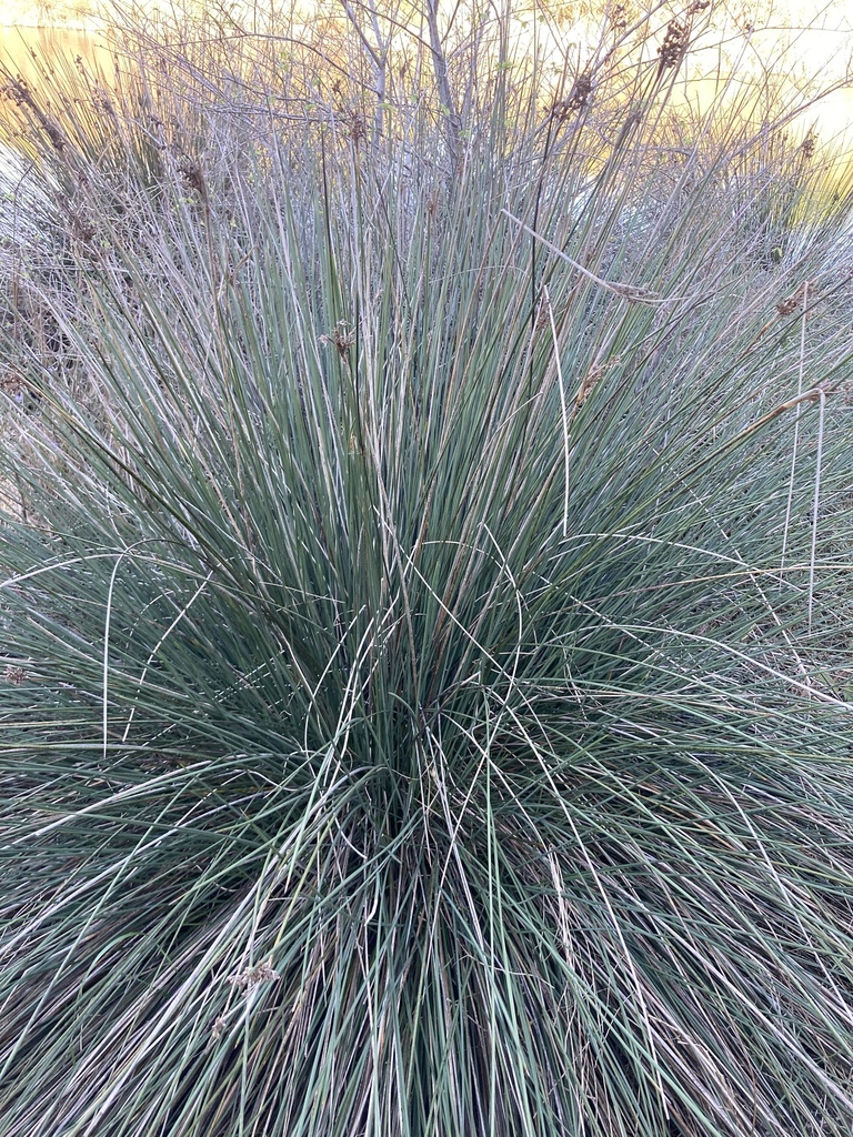 spiny rush from Karavasta Lagoon, Divjakë, Fier, AL on November 20 ...
