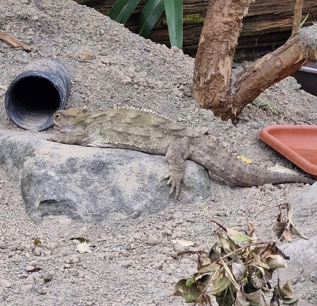 Tuatara in January 2016 by Kyle Campbell · iNaturalist