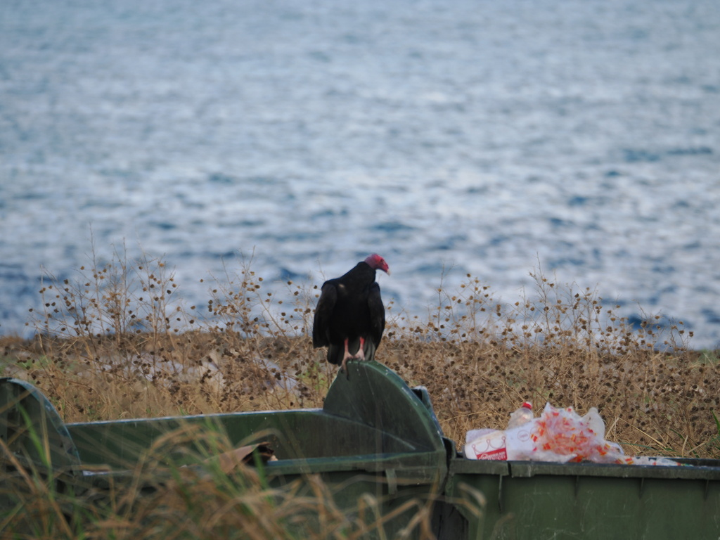 Turkey Vulture from Boca Grande Channel, FL, US on November 20, 2023 at ...