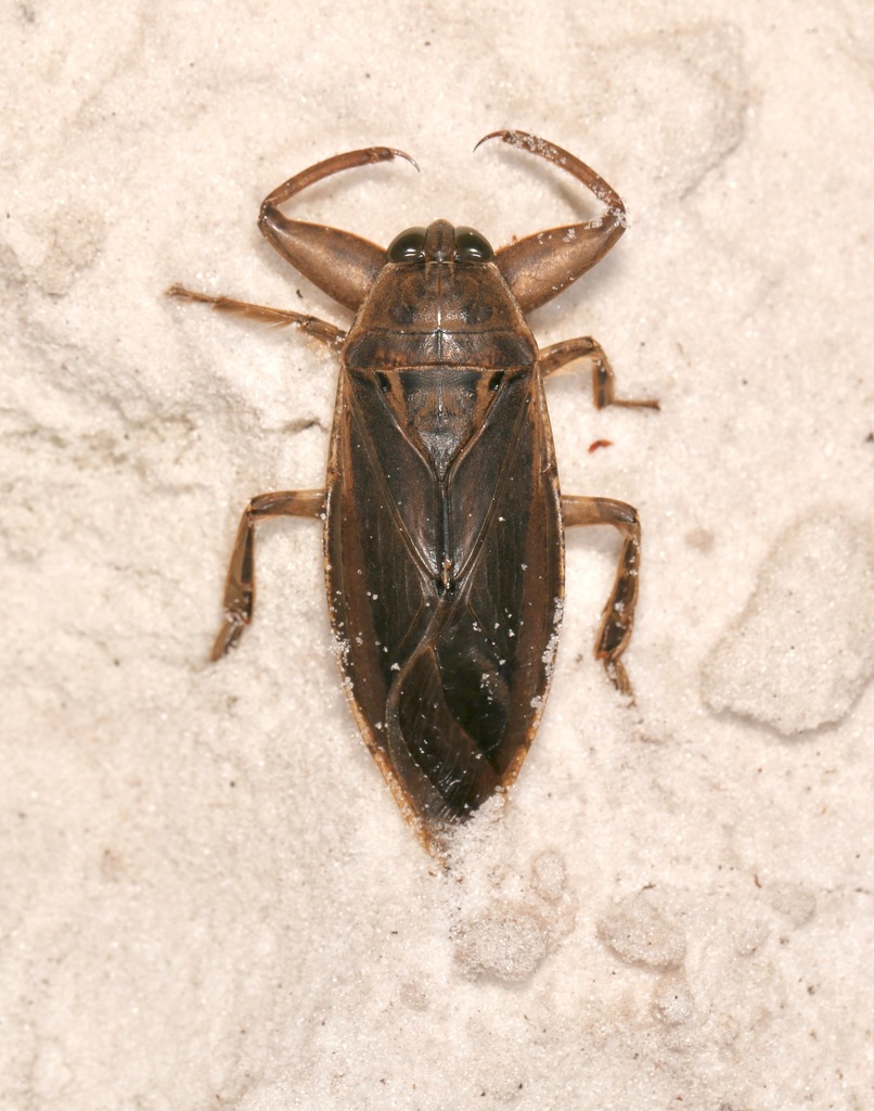 Uhler's Giant Water Bug from Osceola County, FL, USA on November 18 ...
