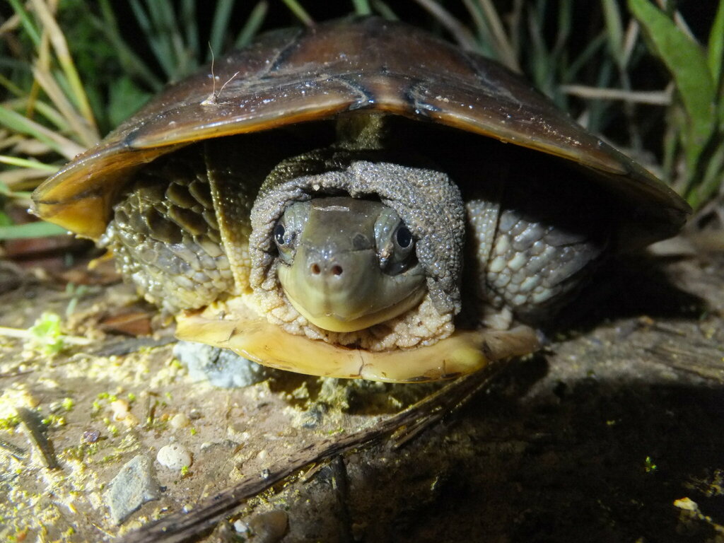 Ryukyu Yellow Pond Turtle in March 2013 by hakkahamushi · iNaturalist