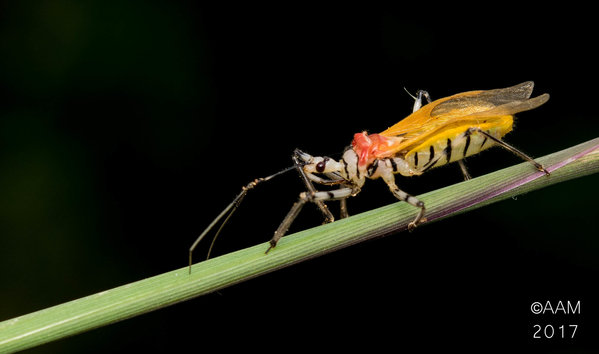 Castolus lineatus Maldonado, 1976