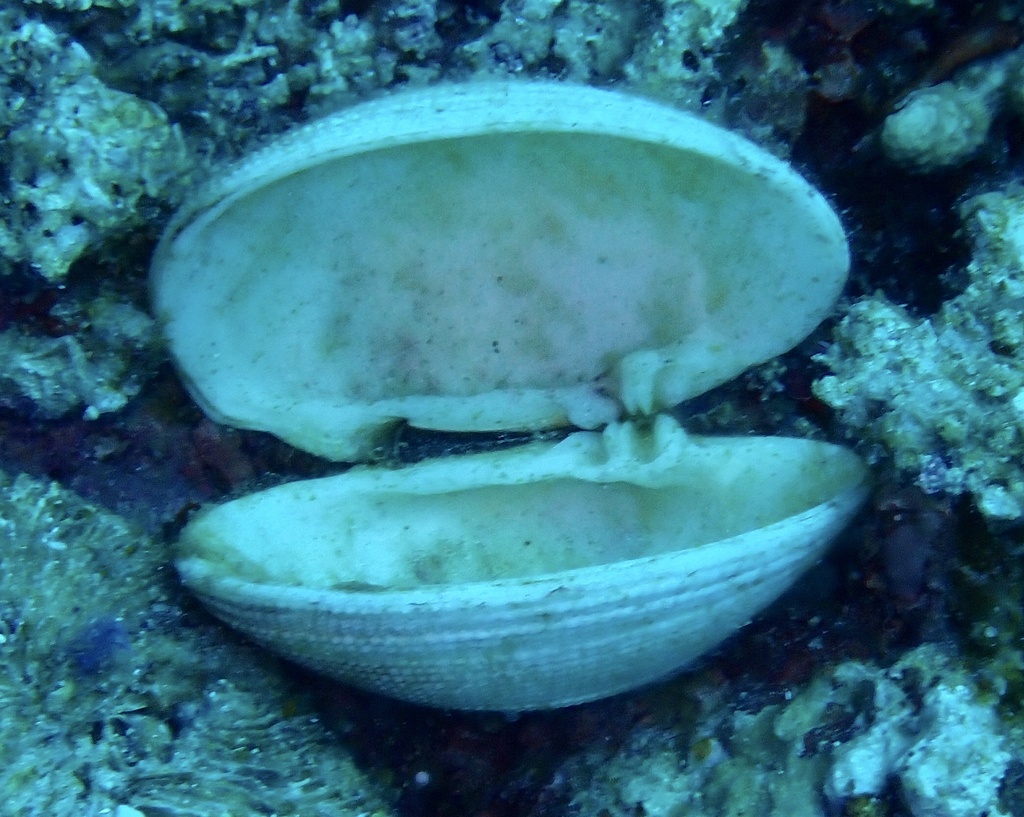 Periglypta from Pacific Ocean, West Papua, ID on October 25, 2023 at 09 ...