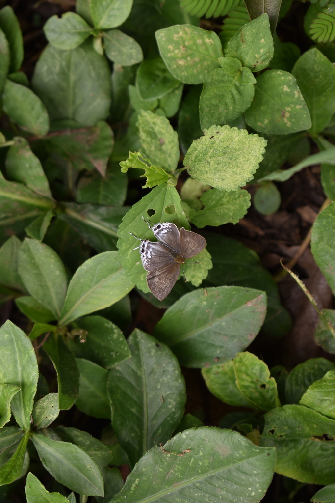 Hypolycaena sipylus from Taytay, 1920 Rizal, Philippines on November 14 ...