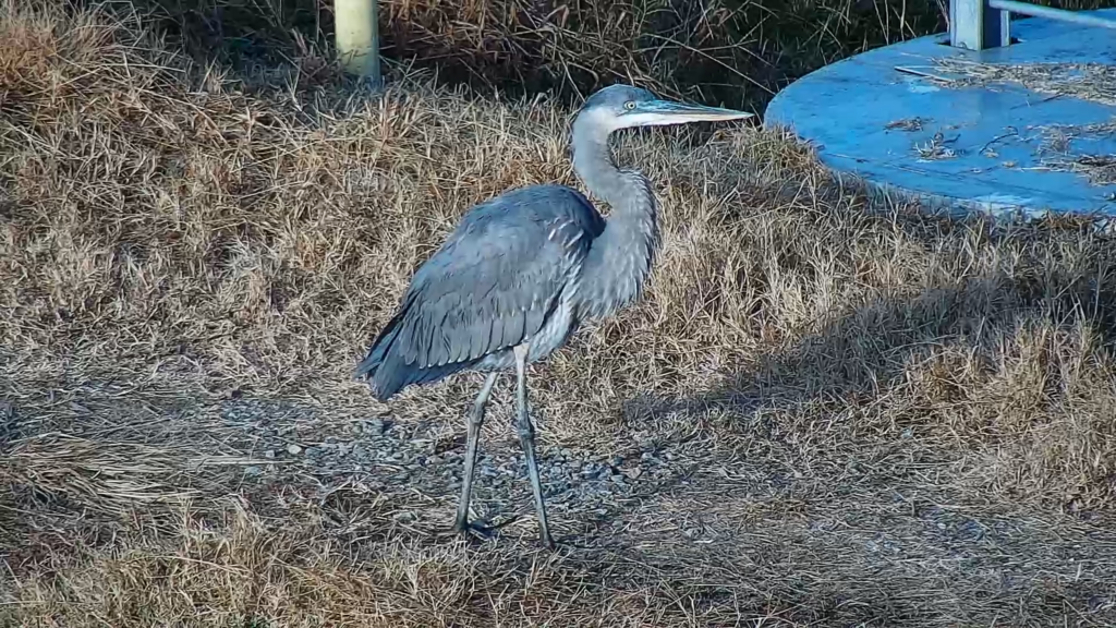 Great Blue Heron from Surry, VA 23883 on November 20, 2023 at 09:03 AM ...