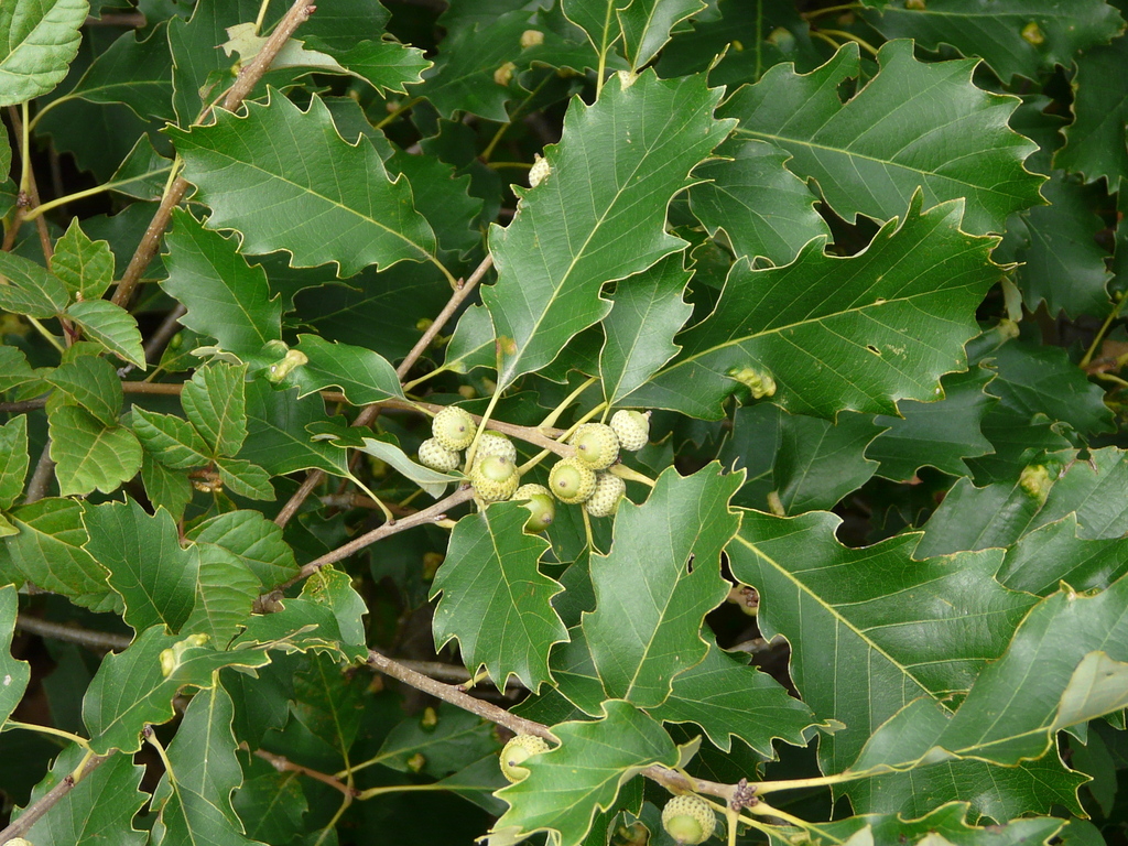 dwarf chinkapin oak from Ipperwash Beach on August 27, 2009 at 03:14 PM ...