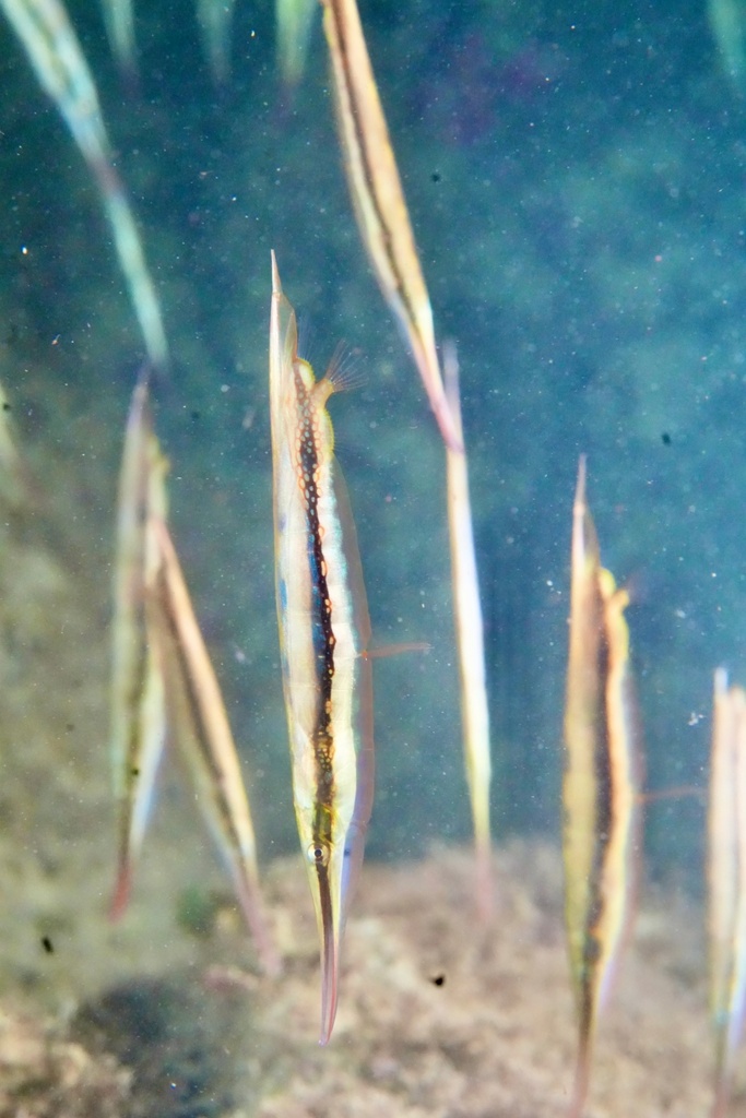 Jointed Razorfish from Zhongliao, TW on November 16, 2023 at 07:00 PM ...