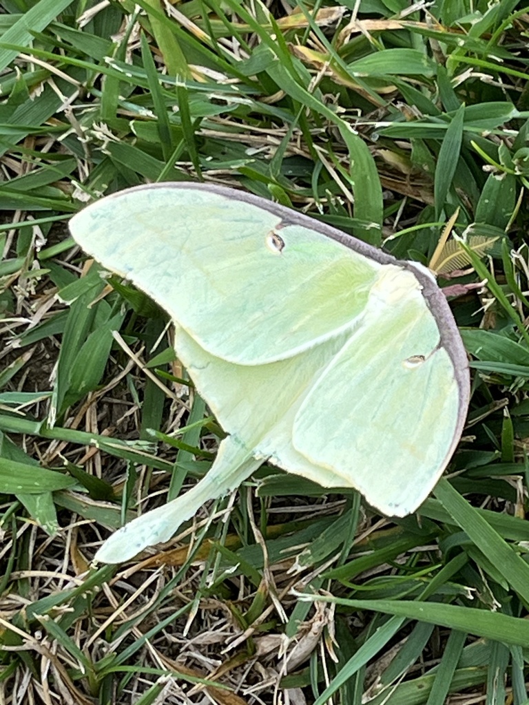 North American Luna Moth from Cottage Ct, Hagerstown, MD, US on August ...