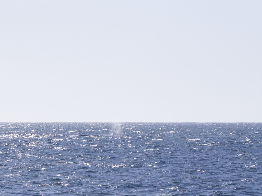 Fin Whale in November 2023 by Grant Terrell. Approximately 3 ...